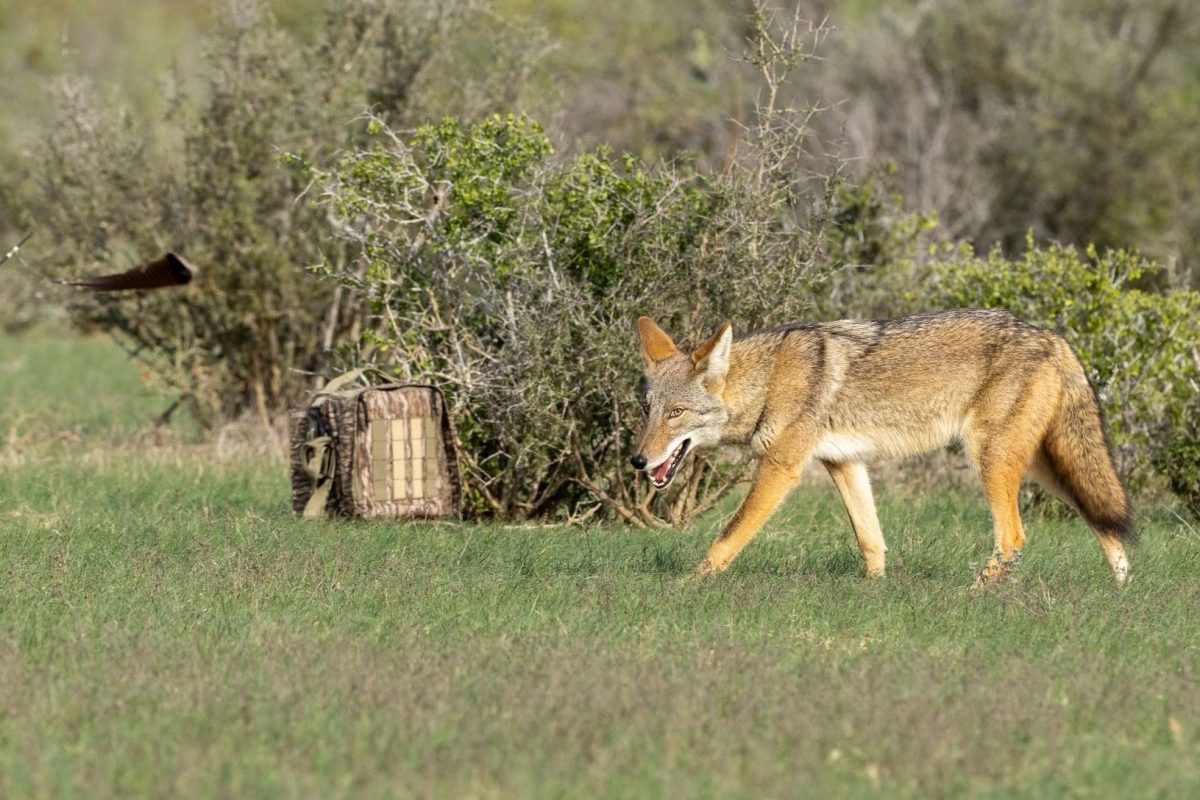 Free Sounds Downloads - FREQ Calls