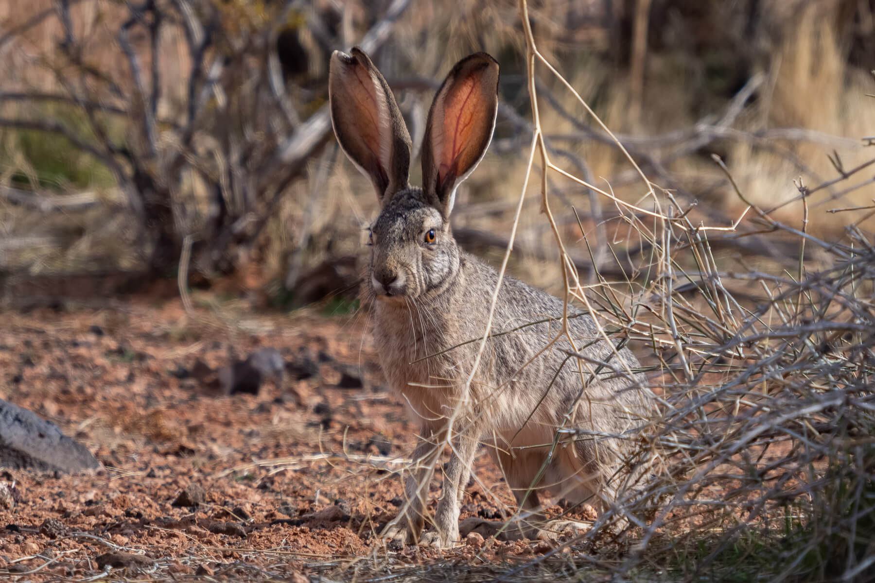 FREQ Calls Ultrasonic Game Calls - FREQ Calls