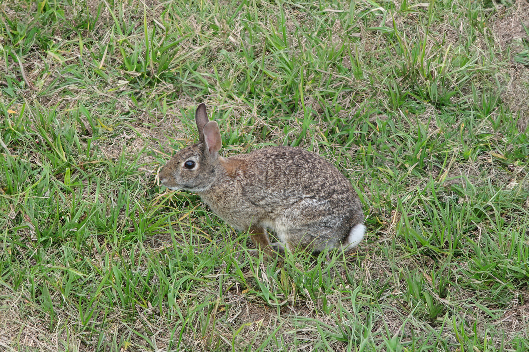 FREQ Calls Ultrasonic Game Calls - FREQ Calls